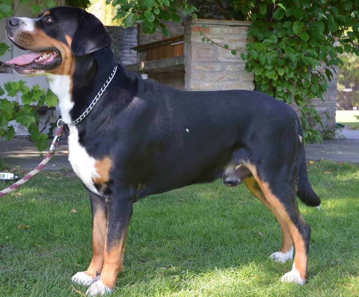 Orin Our Champions | SKSSP